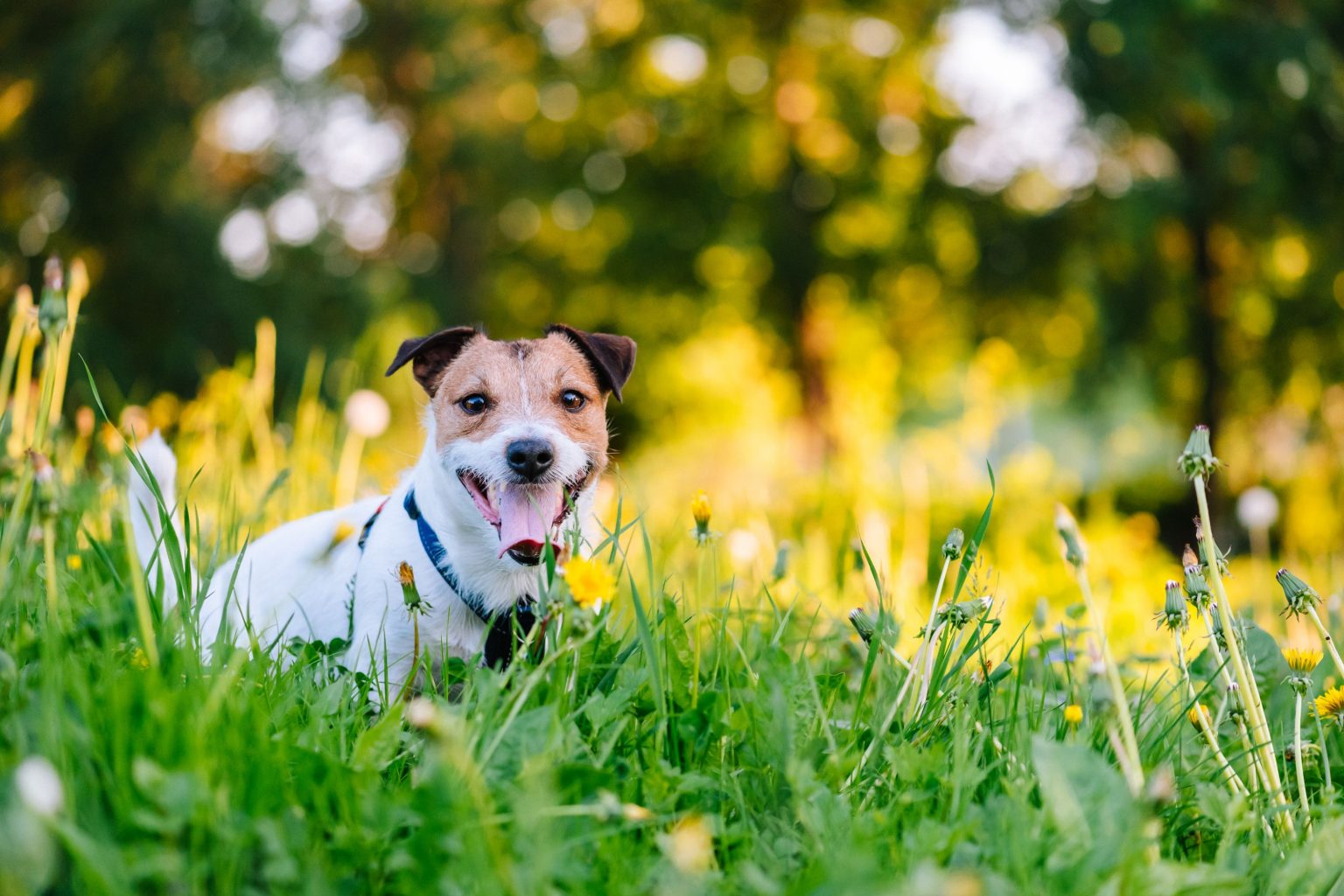 If Your Dog Has A Pollen Allergy Would You Know Parkside Animal if-your-dog-has-a-pollen-allergy-would-you-know-parkside-animal