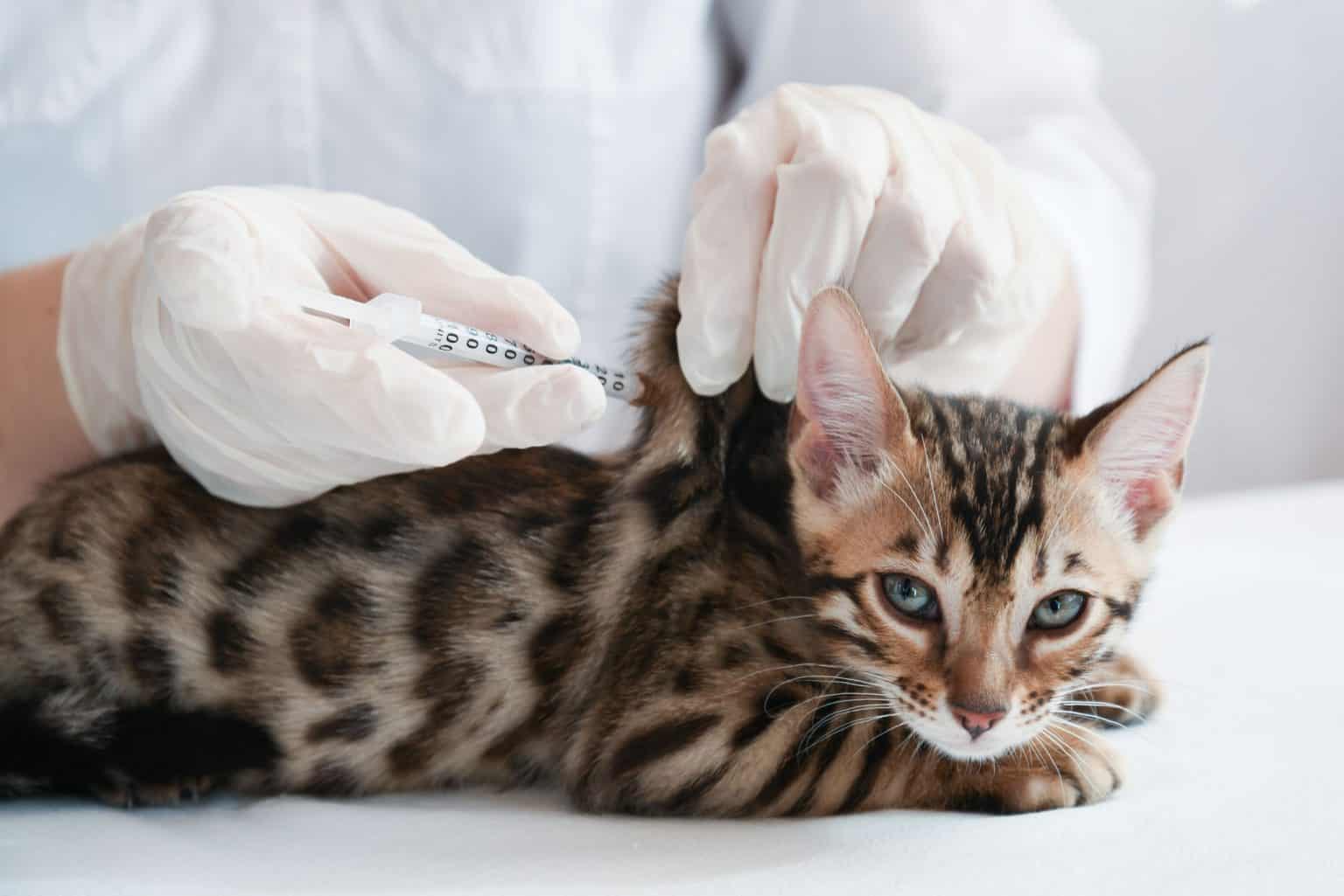 The Power Of Pet Vaccines In Wellness Care Parkside Animal Hospital the-power-of-pet-vaccines-in-wellness-care-parkside-animal-hospital
