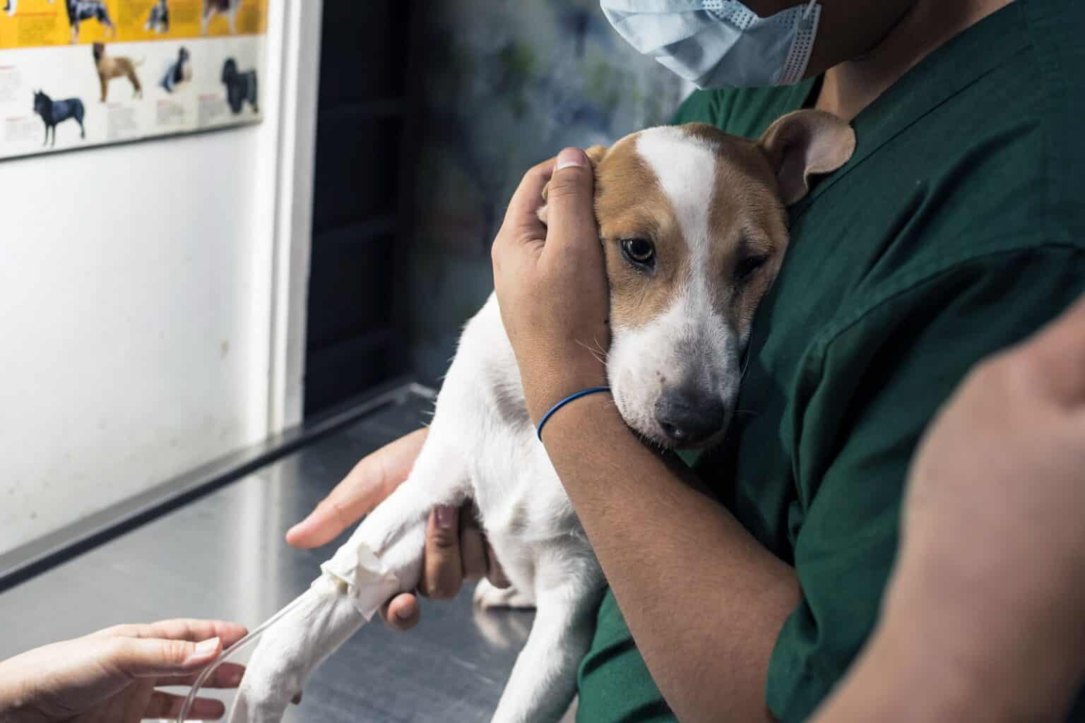 What Is Canine Parvovirus: Symptoms, Treatment, and Prevention ...