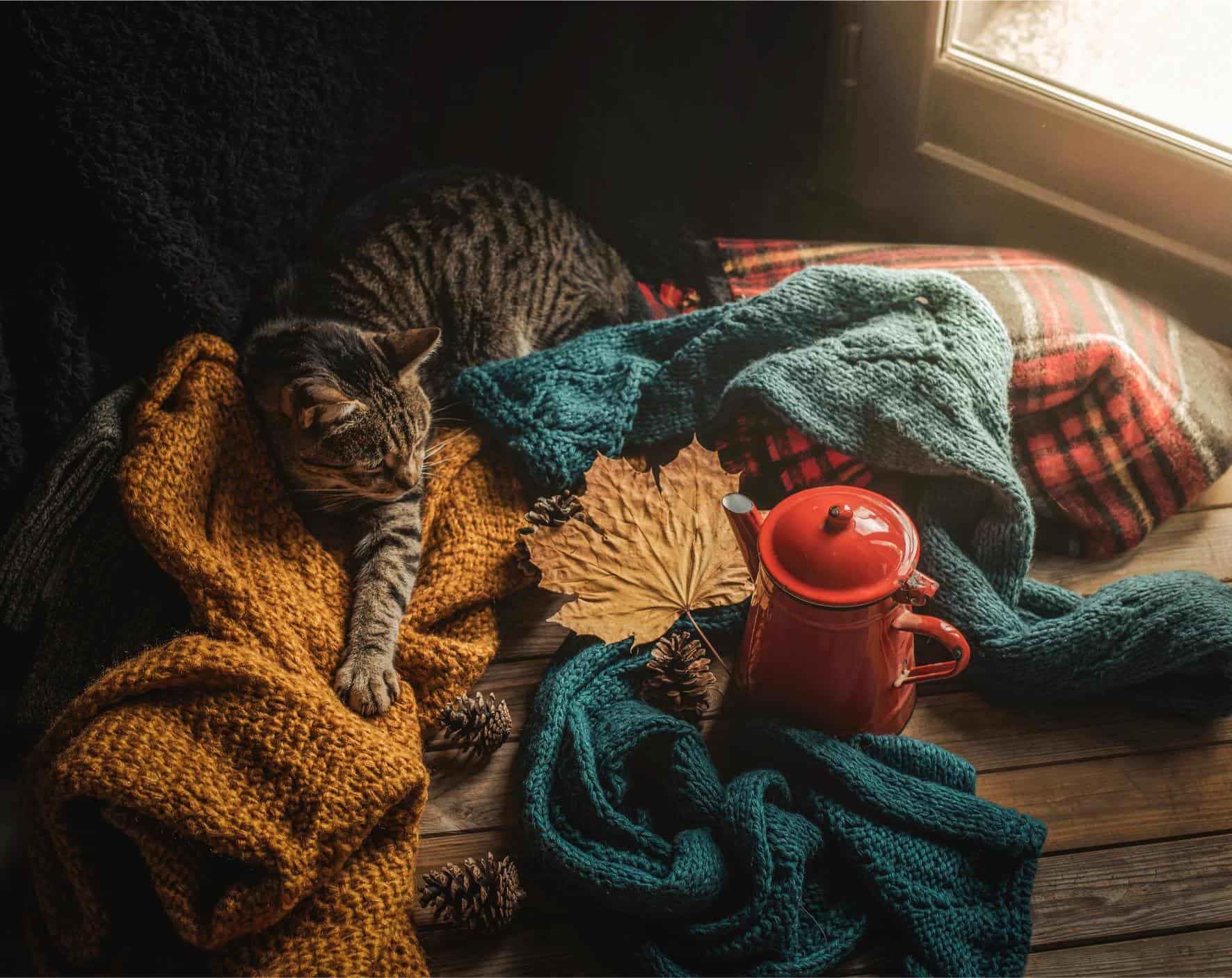 Helping Your North Bay Cats Stay Warm | Parkside Animal Hospital ...